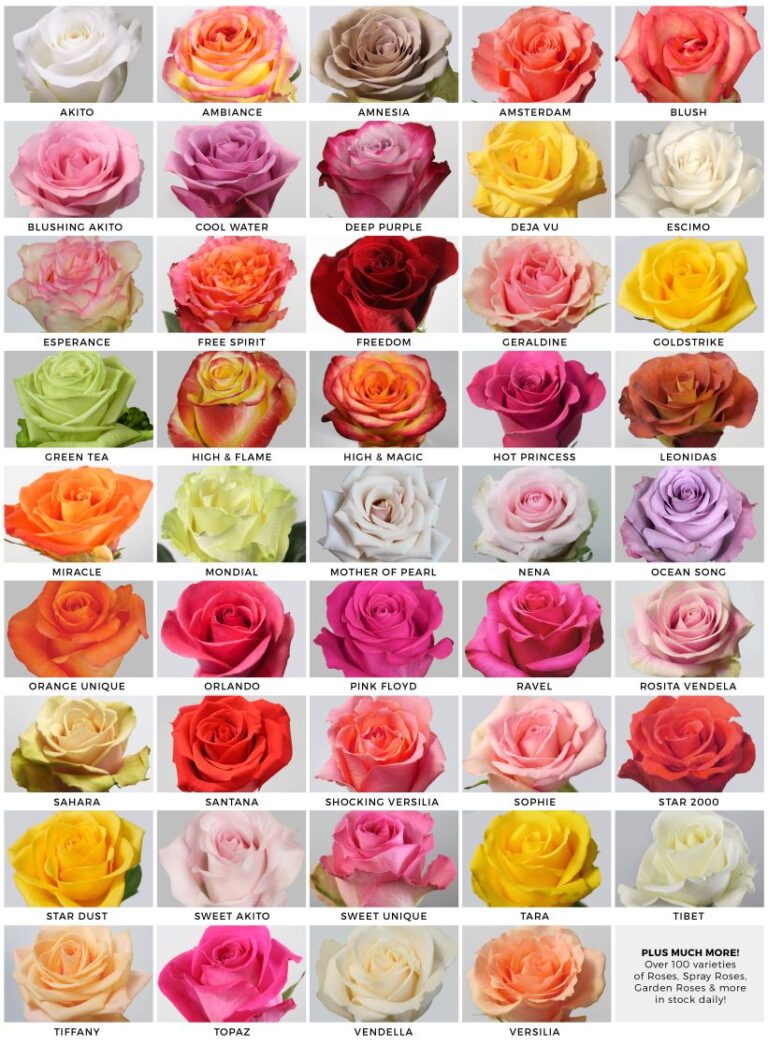 RankinsRoses – Timeless beauty and endless wonders of flowers